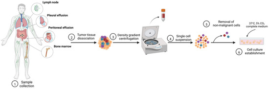In Vitro Diffuse Large B-Cell Lymphoma Cell Line Models as Tools to ...