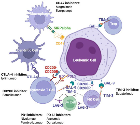Present and Future Role of Immune Targets in Acute Myeloid Leukemia