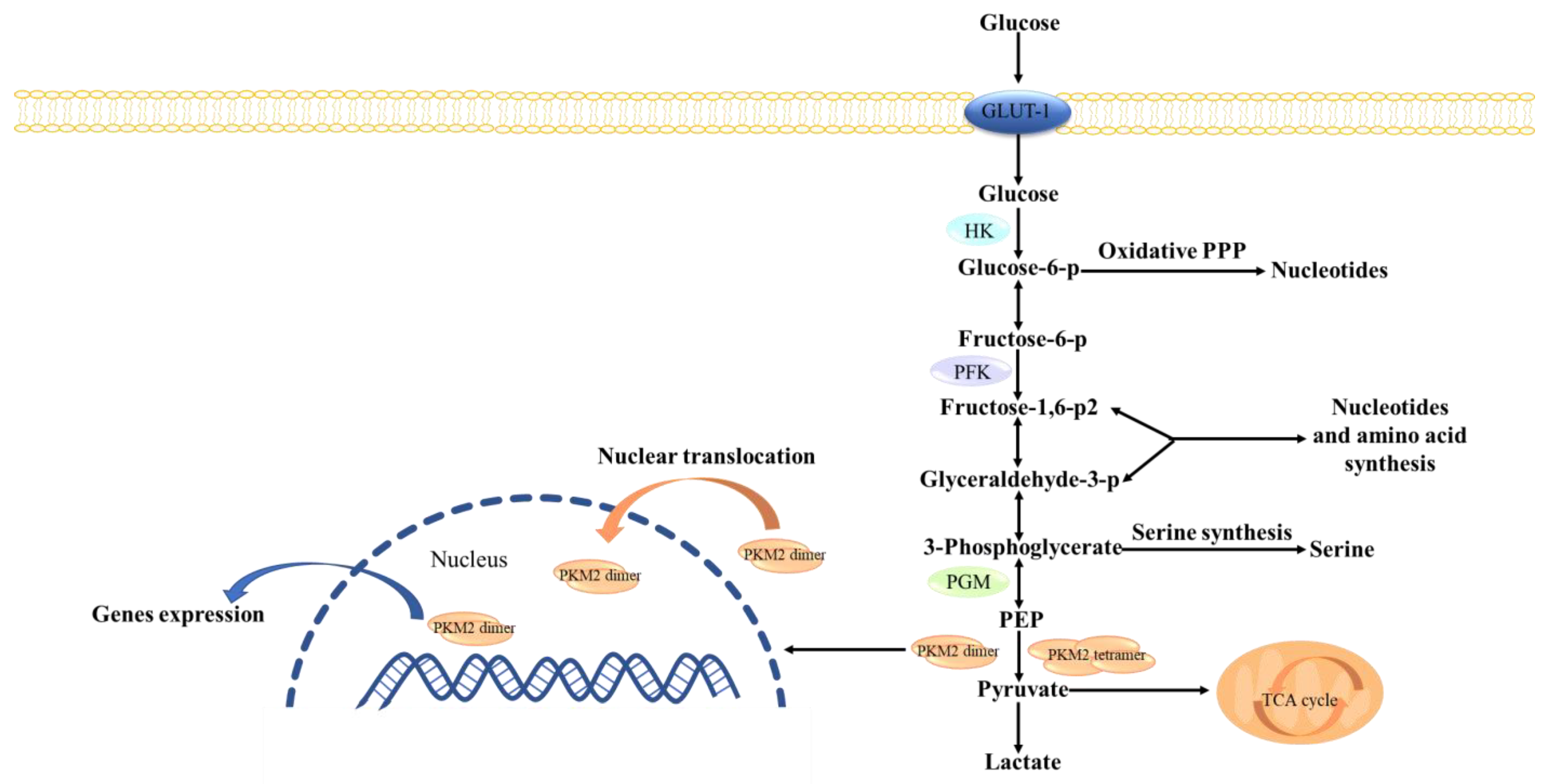 Cancers Free Full Text Novel Specific Pyruvate Kinase M2 Inhibitor