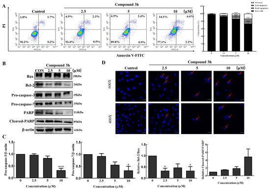 Novel Specific Pyruvate Kinase M2 Inhibitor, Compound 3h, Induces ...