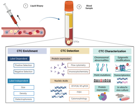 Circulating Tumor Cells as Biomarkers for Renal Cell Carcinoma: Ready ...