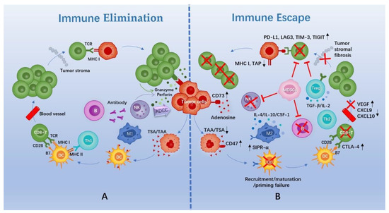 Immunotherapy for Triple-Negative Breast Cancer: Combination Strategies ...