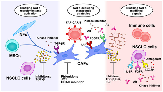 Therapeutic Targeting of Cancer-Associated Fibroblasts in the Non-Small ...