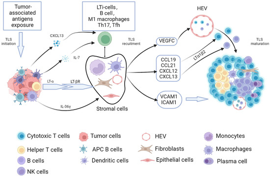 Turning Tertiary Lymphoid Structures (TLS) into Hot Spots: Values of ...