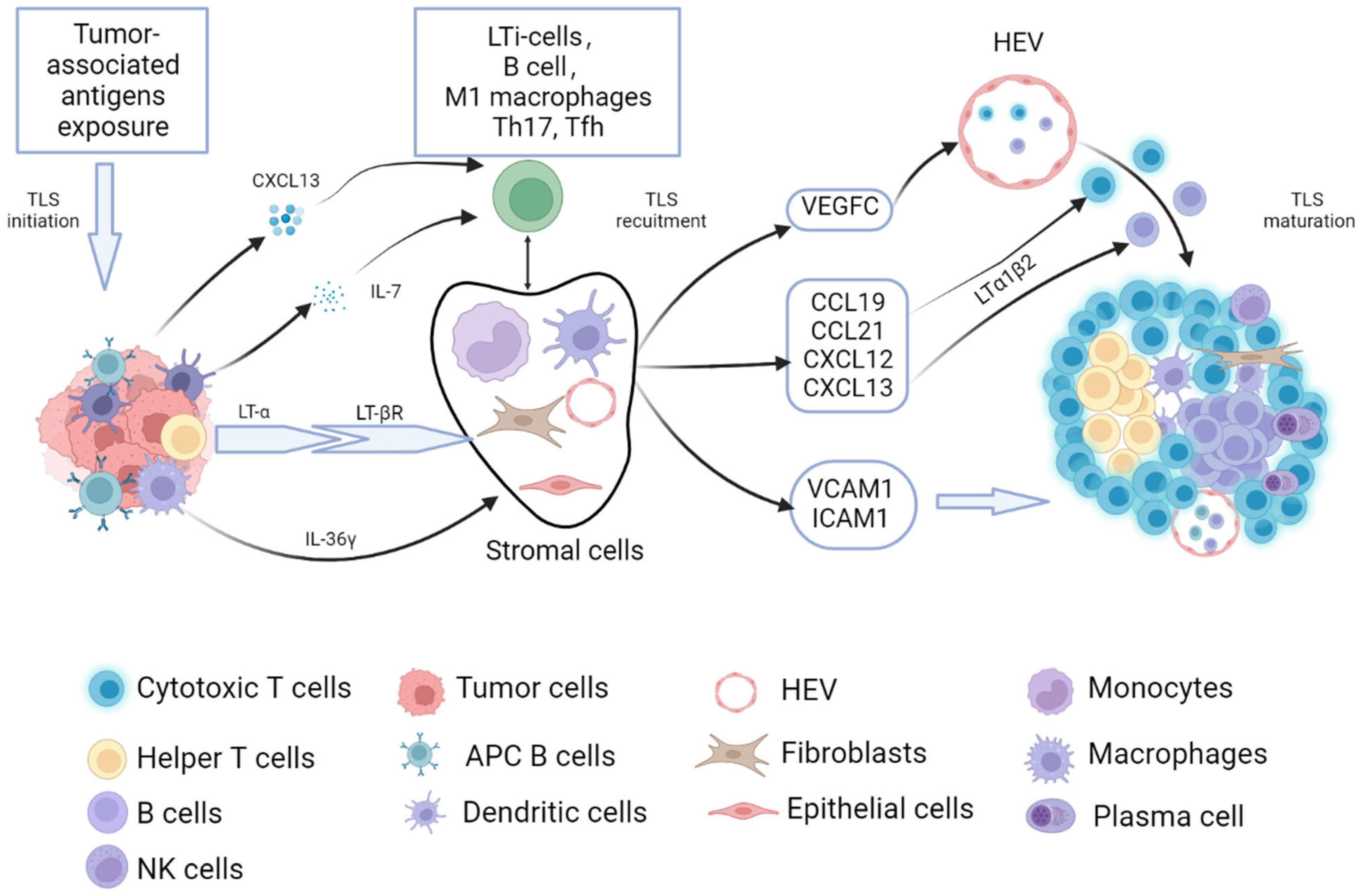 Structure Of Lymphoid Organs - vrogue.co Structure Of Lymphoid Organs - vrogue.co