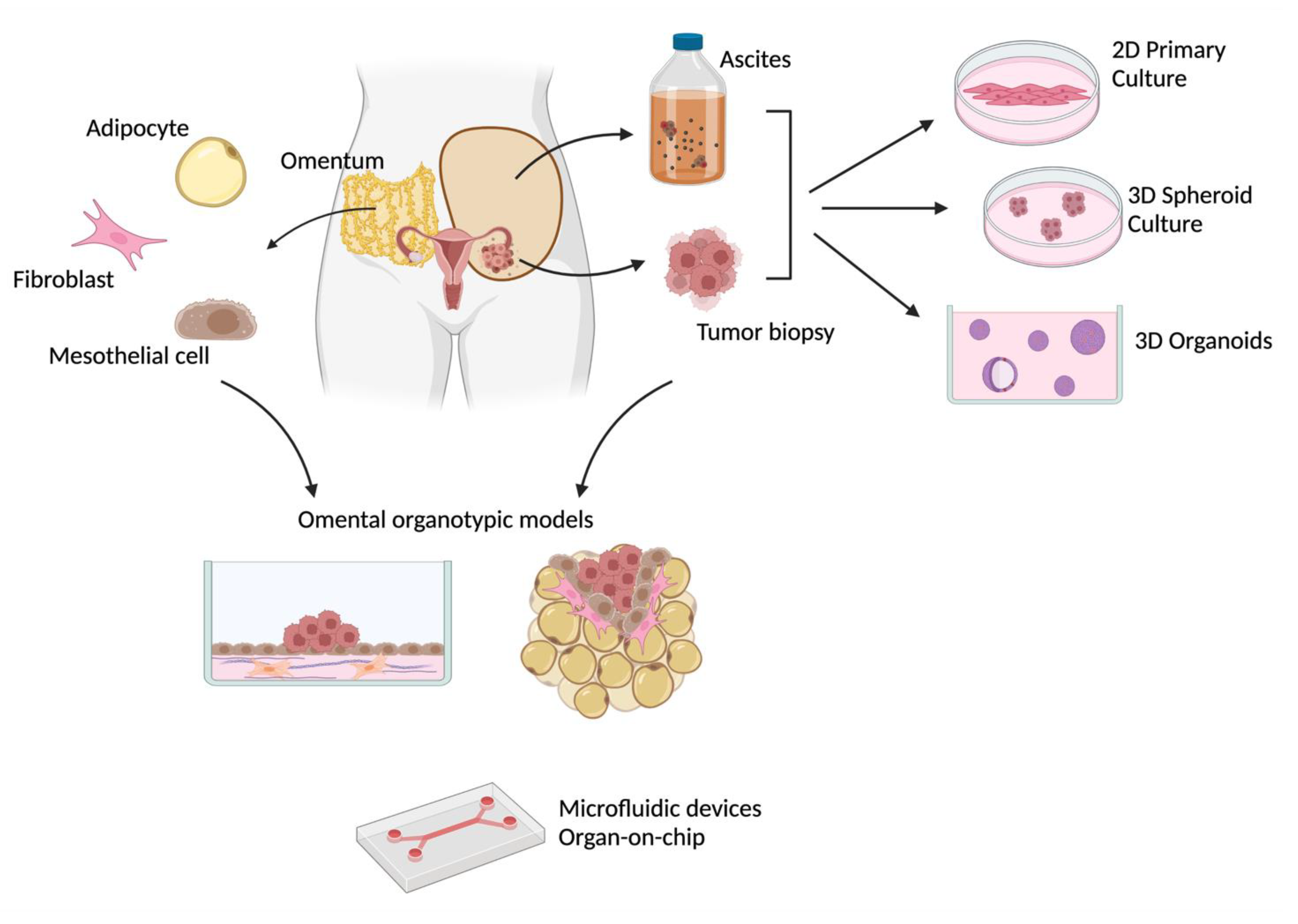 Cancers | Free Full-Text | Patient-Derived In Vitro Models of Ovarian ...