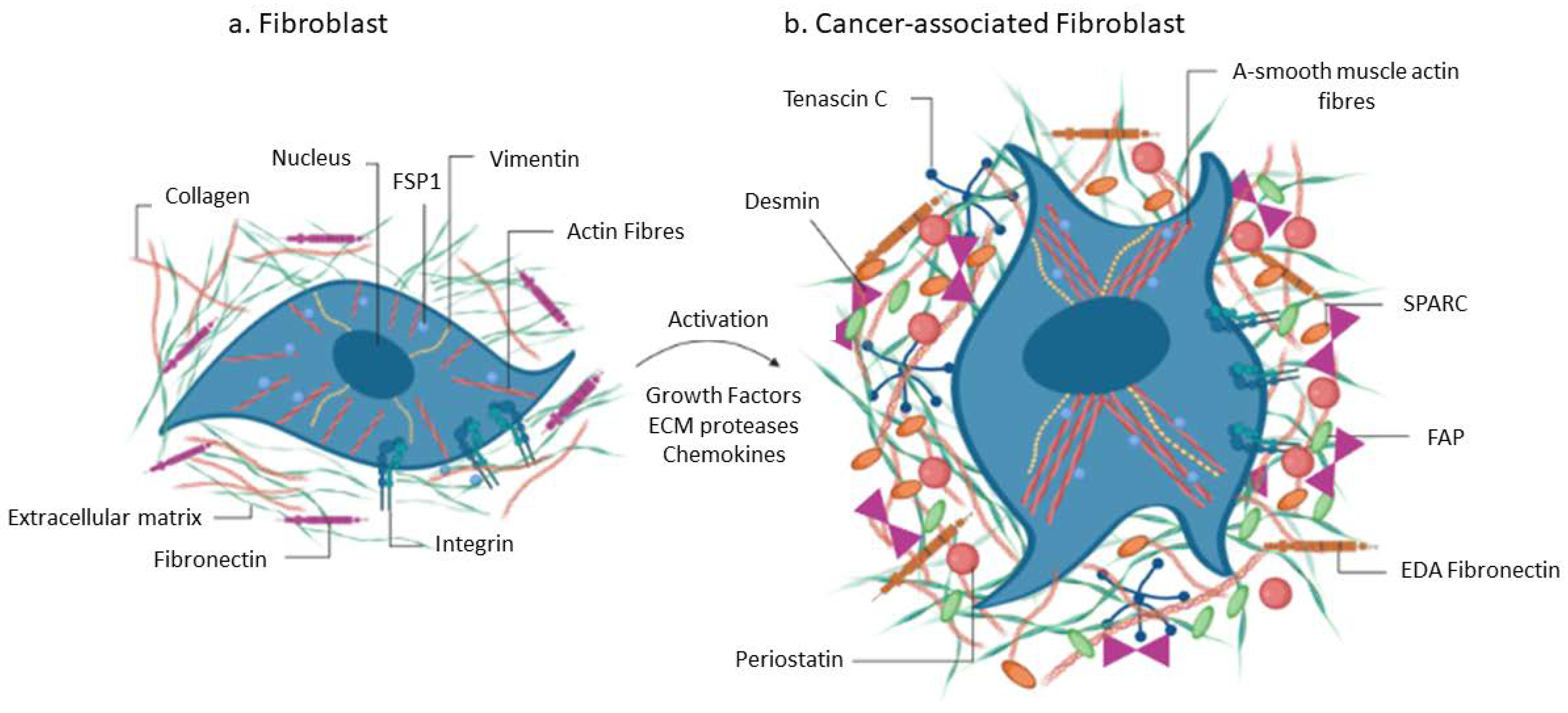 The Tumor Microenvironment in Tumorigenesis and Therapy Resistance Revisited
