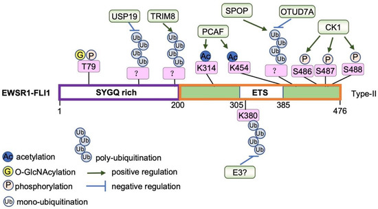 Regulation of EWSR1-FLI1 Function by Post-Transcriptional and Post-Translational Modifications