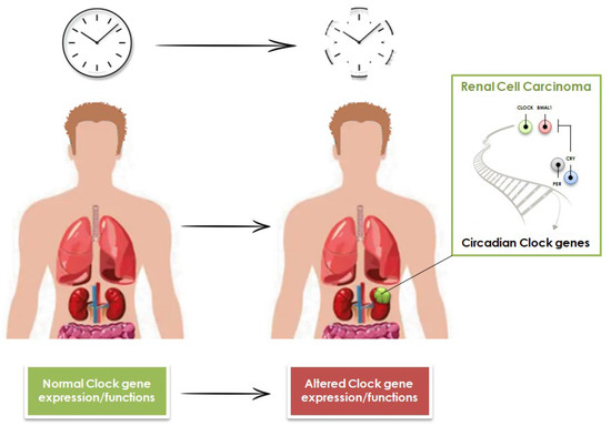 Role of Clock Genes and Circadian Rhythm in Renal Cell Carcinoma ...