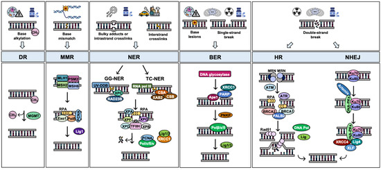 DNA Damage Response Alterations in Ovarian Cancer: From Molecular ...