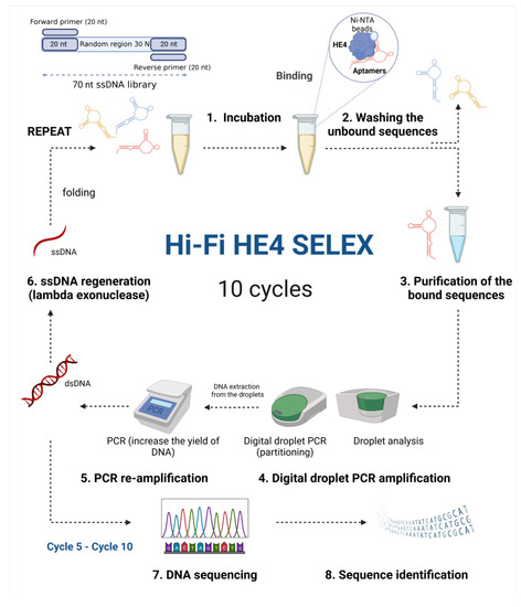 Identification and Characterization of Aptamers Targeting Ovarian ...
