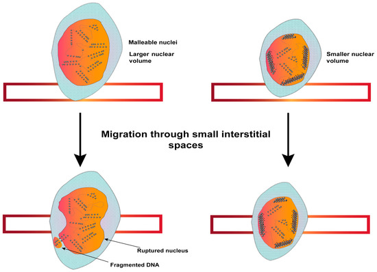 Chromatin and Cancer: Implications of Disrupted Chromatin Organization ...