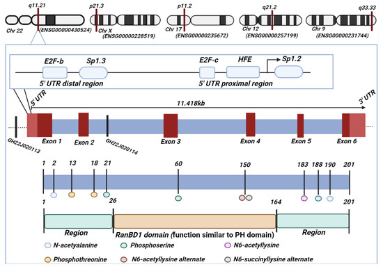 RANBP1 (RAN Binding Protein 1): The Missing Genetic Piece in Cancer Pathophysiology and Other ...