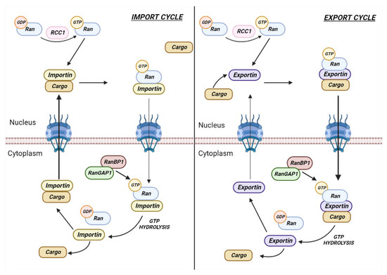 RANBP1 (RAN Binding Protein 1): The Missing Genetic Piece in Cancer ...