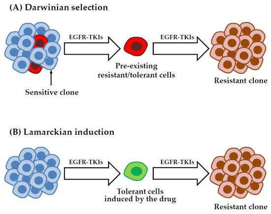 Cancers | Free Full-Text | Mechanisms of Acquired Resistance and ...