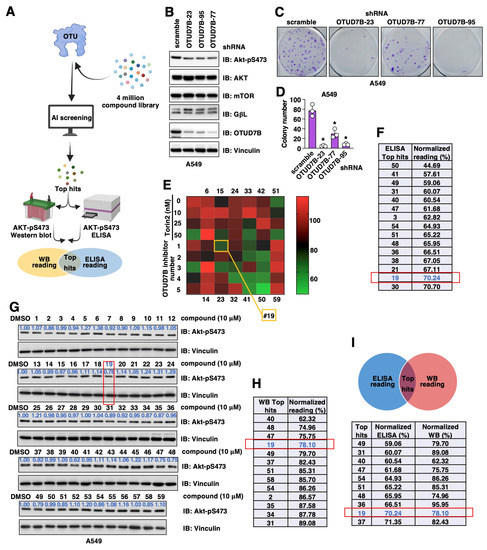 AtomNet-Aided OTUD7B Inhibitor Discovery and Validation