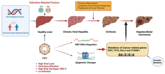 Hepatitis Virus and Hepatocellular Carcinoma: Recent Advances