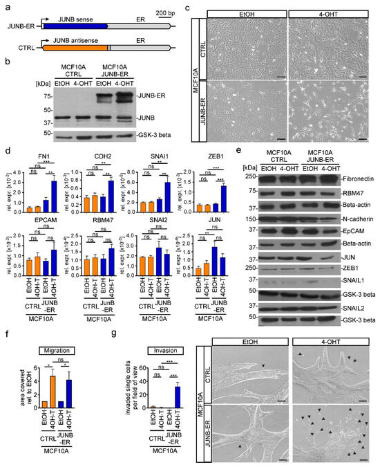 TGFβ1-Induced EMT in the MCF10A Mammary Epithelial Cell Line Model Is ...