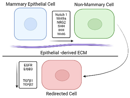 The Influence of the Normal Mammary Microenvironment on Breast Cancer Cells