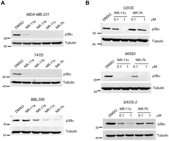 Synthesis and Biological Activity of a VHL-Based PROTAC Specific for p38α