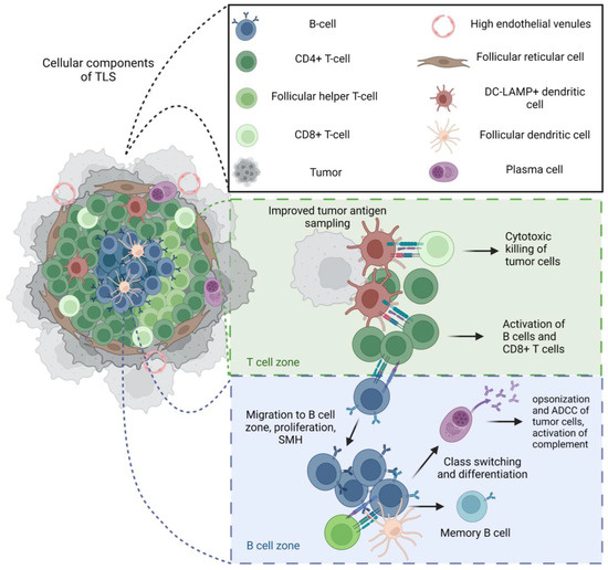 Cancer-Associated B Cells in Sarcoma