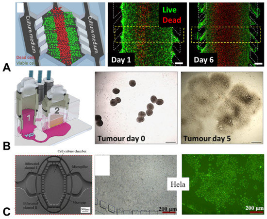 Organ-on-a-Chip and Microfluidic Platforms for Oncology in the UK