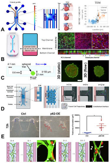 Organ-on-a-Chip and Microfluidic Platforms for Oncology in the UK