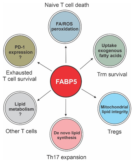 Cancers | Free Full-Text | Role of FABP5 in T Cell Lipid Metabolism and Function in the Tumor ...