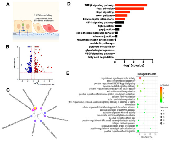 Generation of Stable Epithelial–Mesenchymal Hybrid Cancer Cells with ...