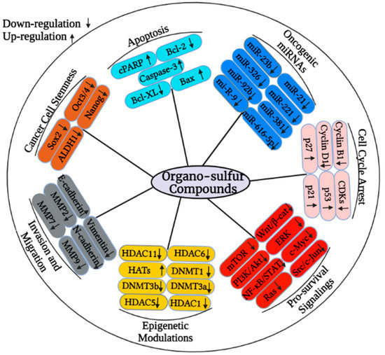 Prospective Epigenetic Actions of Organo-Sulfur Compounds against ...
