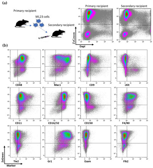 Molecular Mechanisms in Murine Syngeneic Leukemia Stem Cells