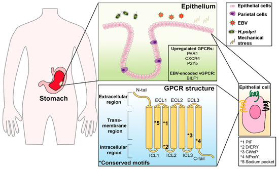 An Update of G-Protein-Coupled Receptor Signaling and Its Deregulation ...