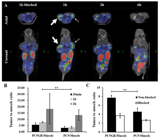 Development of 99mTc-Hynic-Adh-1 Molecular Probe Specifically Targeting ...