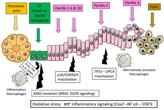 Pancreatic Cancer in Chronic Pancreatitis: Pathogenesis and Diagnostic ...