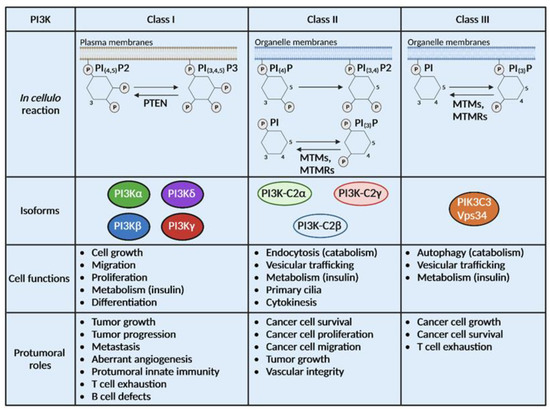 Targeting Class I-II-III PI3Ks in Cancer Therapy: Recent Advances in ...