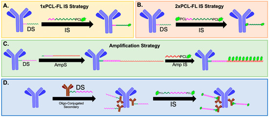Flexible Cyclic Immunofluorescence (cyCIF) Using Oligonucleotide ...