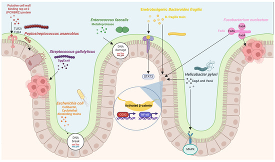 Gut Microbiota in Colorectal Cancer: Biological Role and Therapeutic ...