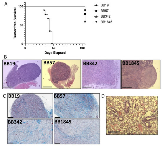 Cancers | Free Full-Text | Development of Novel Murine BRAFV600E-Driven Papillary Thyroid Cancer ...