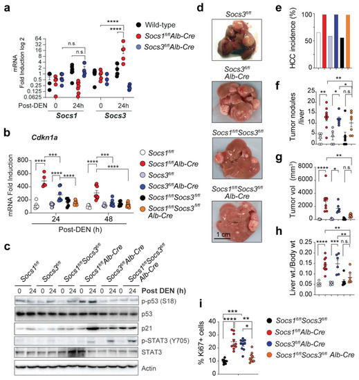 SOCS1 Deficiency Promotes Hepatocellular Carcinoma via SOCS3-Dependent ...