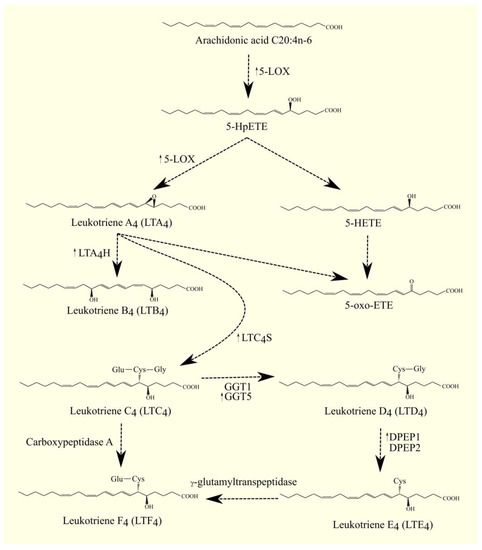 Synthesis and Significance of Arachidonic Acid, a Substrate for ...