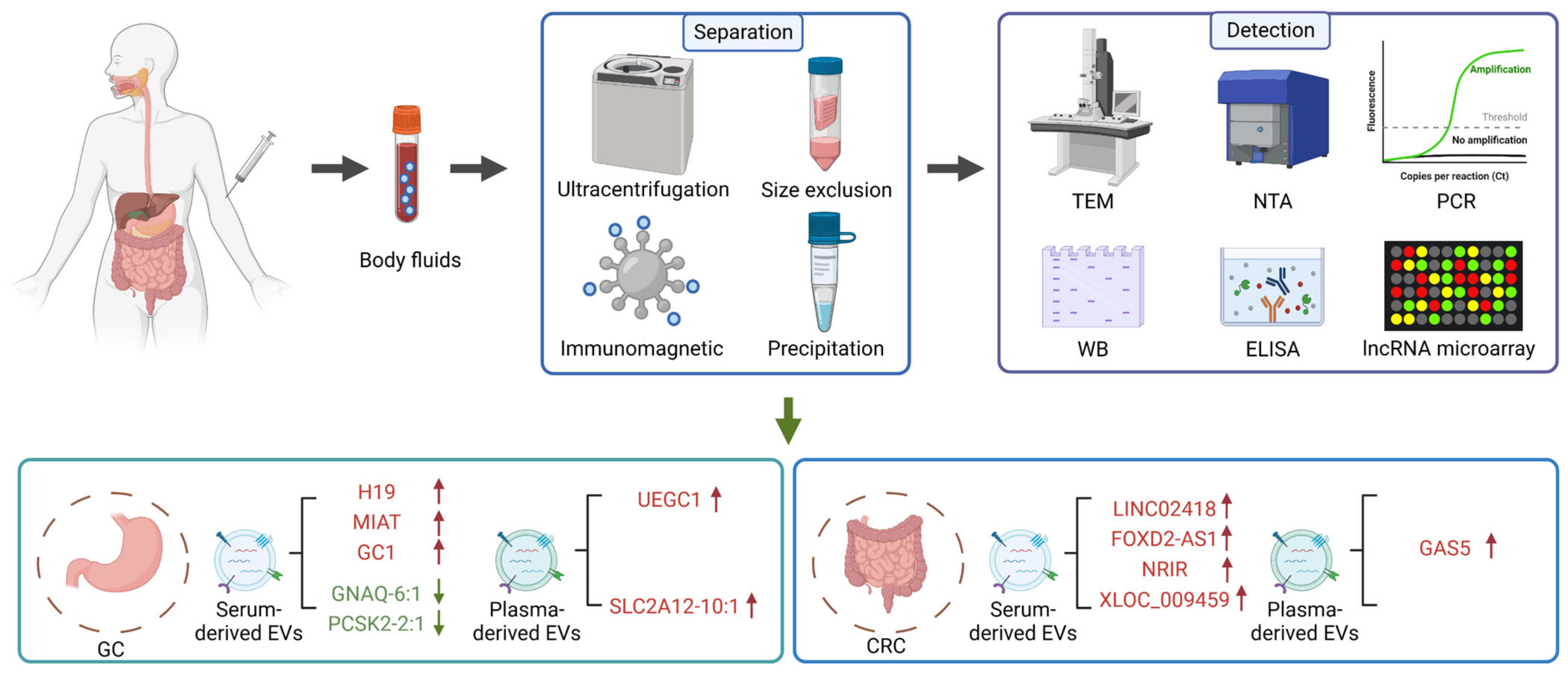 Cancers Free Full Text Exosomal Lncrnas In Gastrointestinal Cancer