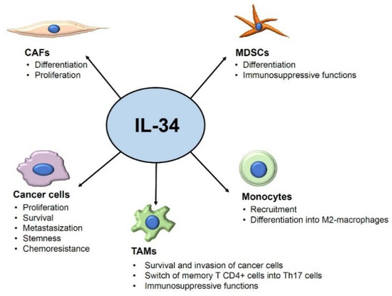 Targeted Therapy of Interleukin-34 as a Promising Approach to Overcome ...