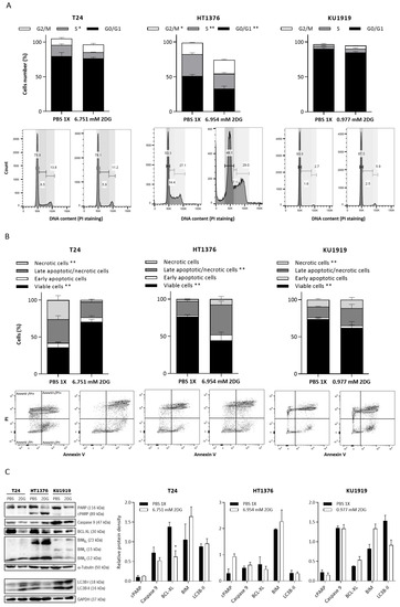 Glucose Metabolism Reprogramming in Bladder Cancer: Hexokinase 2 (HK2 ...