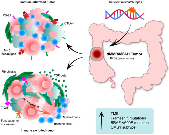 Cancers | Free Full-Text | Challenges and Therapeutic Opportunities in the dMMR/MSI-H Colorectal ...