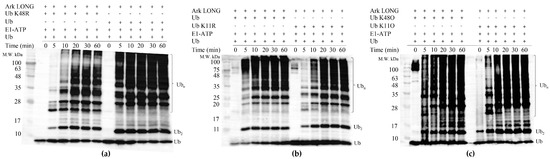 E2 Partner Tunes the Ubiquitylation Specificity of Arkadia E3 Ubiquitin ...