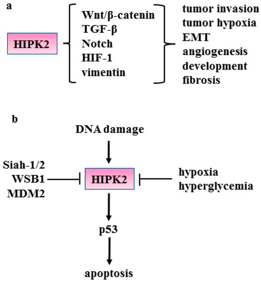 HIPK2 as a Novel Regulator of Fibrosis