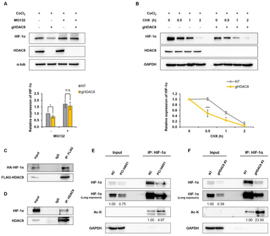 HDAC8 Deacetylates HIF-1α and Enhances Its Protein Stability to Promote ...
