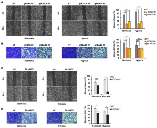 HDAC8 Deacetylates HIF-1α and Enhances Its Protein Stability to Promote ...