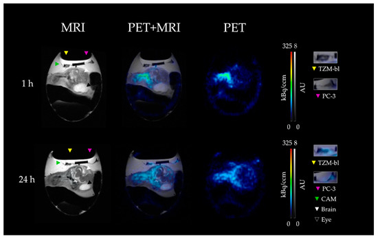 Evaluation of the EPR Effect in the CAM-Model by Molecular Imaging with ...