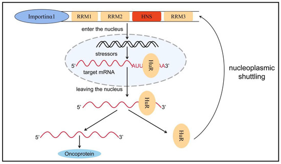 RNA-Binding Proteins in Bladder Cancer
